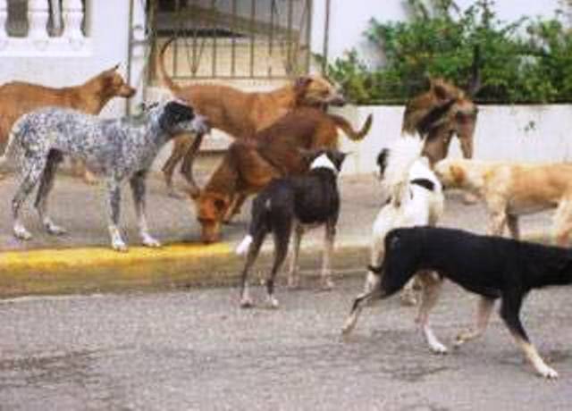 Perros realengos en mercado municipal de PP son un peligro para las ...